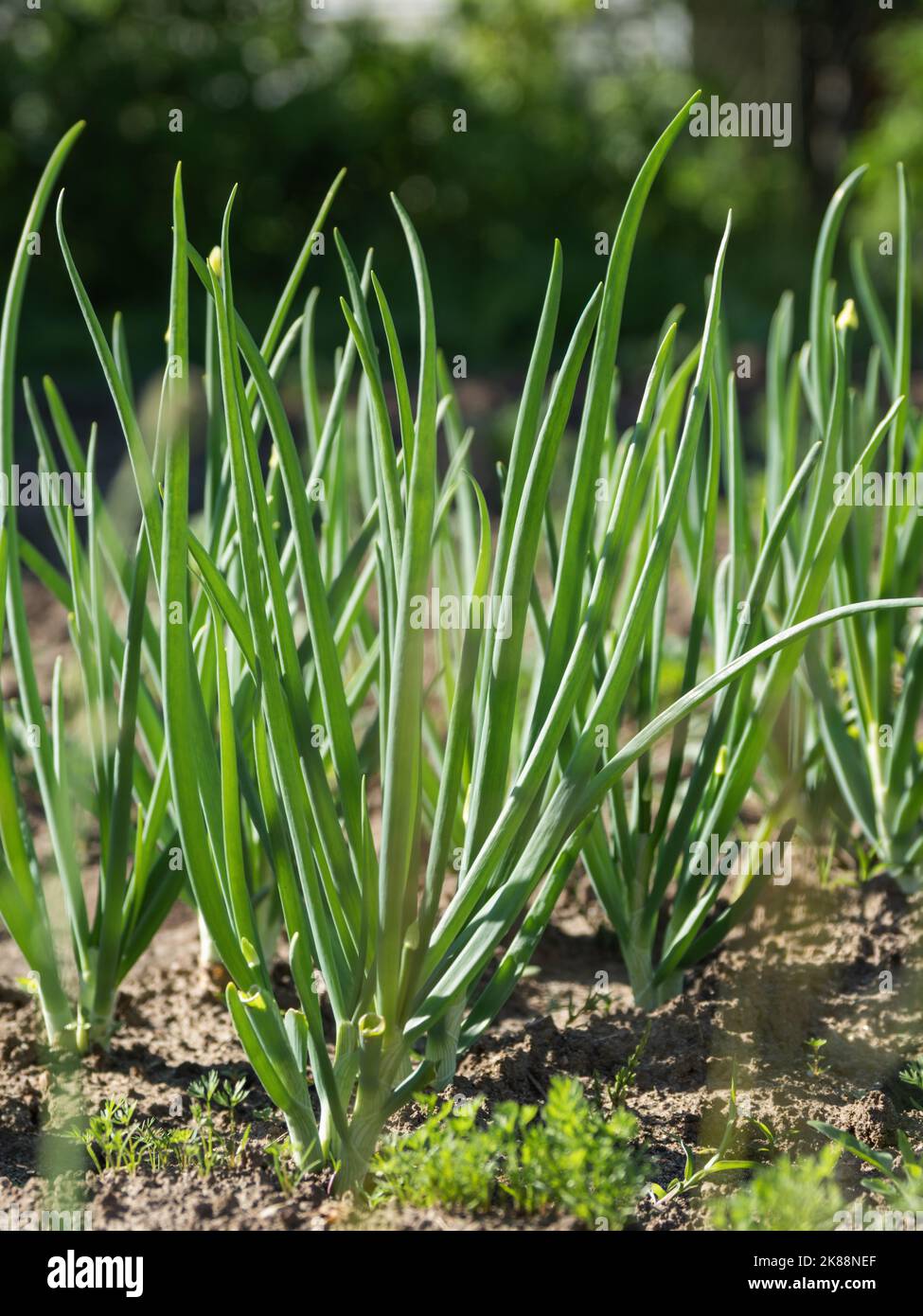 Onion in open ground. Green fresh leaves of edible plant. Gardening at ...