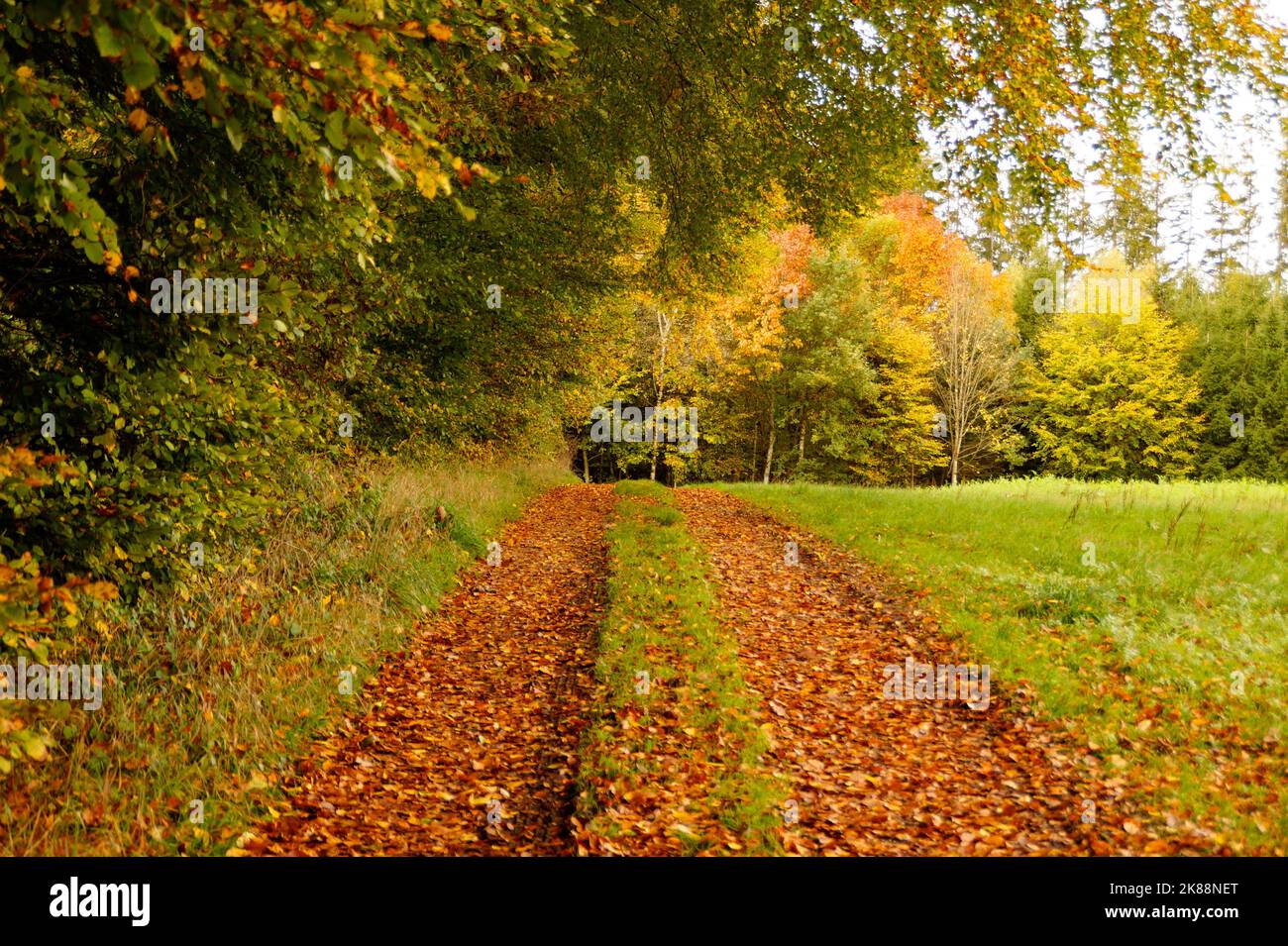a road leading through the scenic golden autumnal landscape with yellow ...