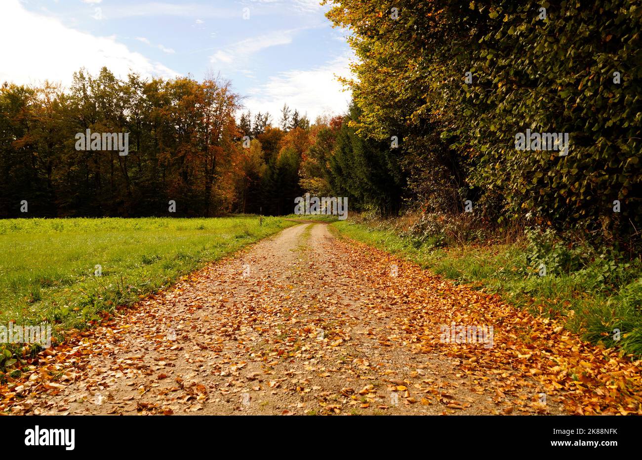 a road leading through the scenic golden autumnal landscape with yellow ...