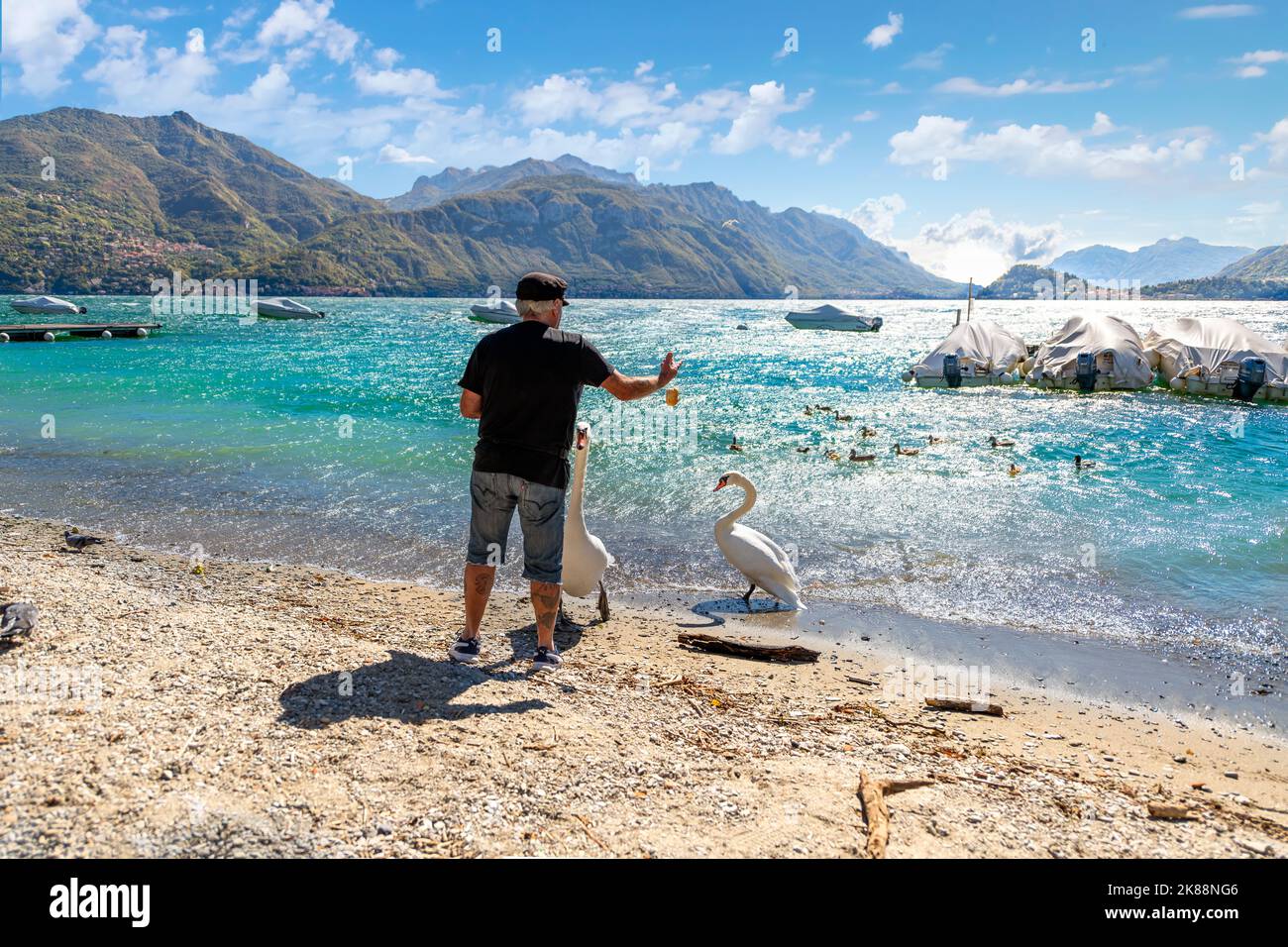 An Italian man throws bread to swans on beach at the lakefront town of ...