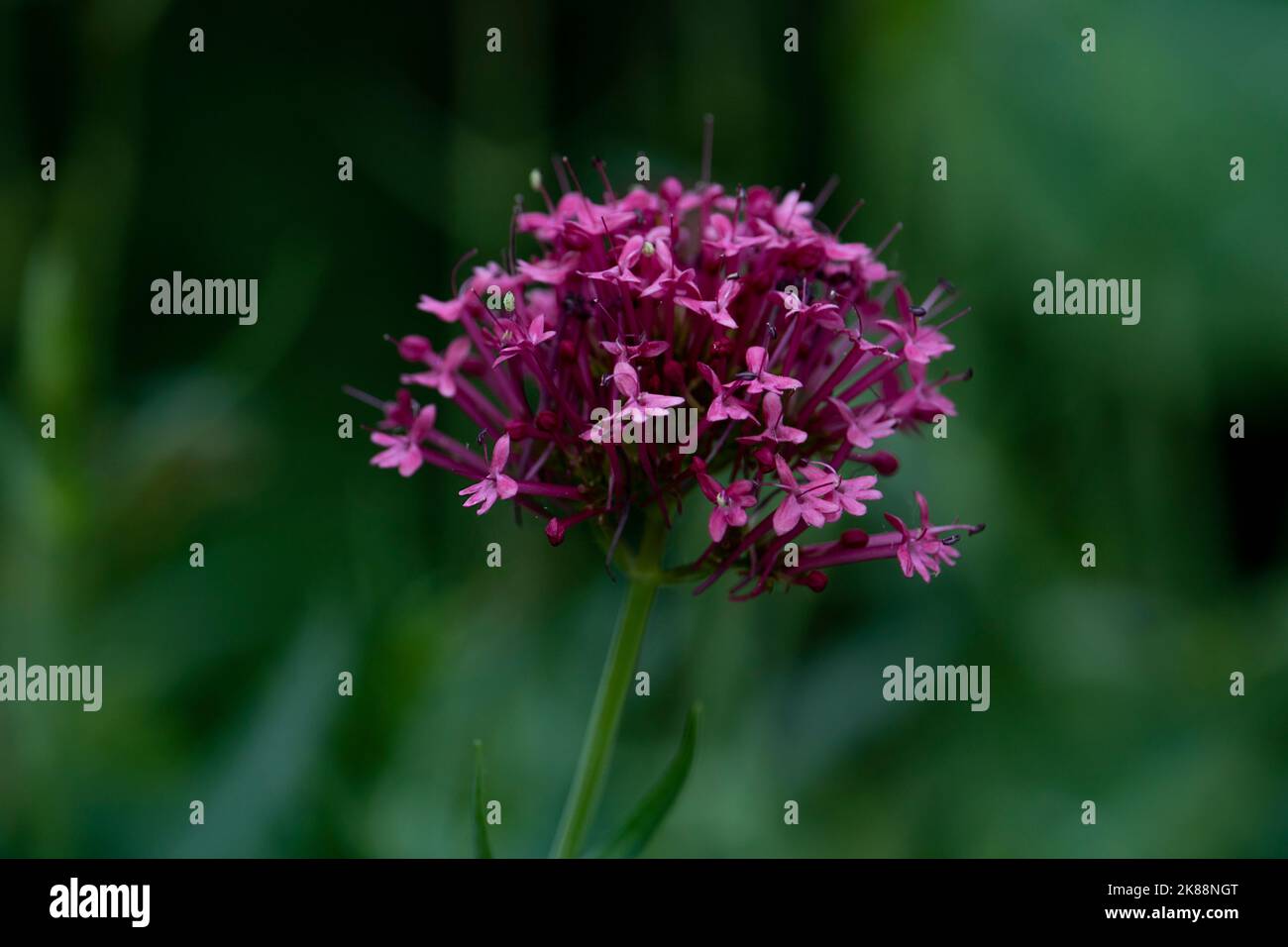 Phuopsis stylosa ,Phuopsis Stock Photo - Alamy