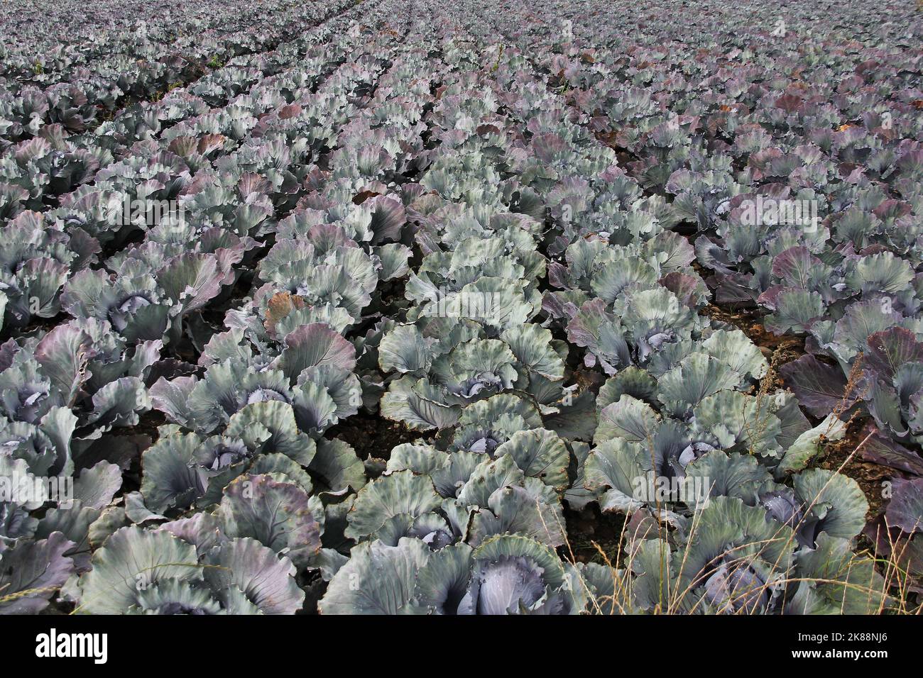 Red Cabbage Field with morning dews Stock Photo - Alamy