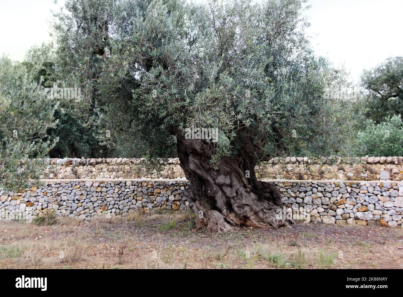 Big tree root italy hi-res stock photography and images - Alamy