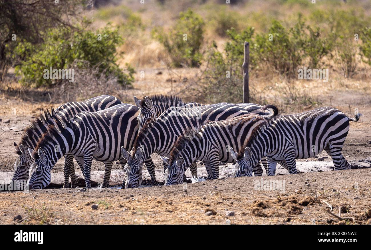 Wildlife safari in the Serengeti Stock Photo - Alamy