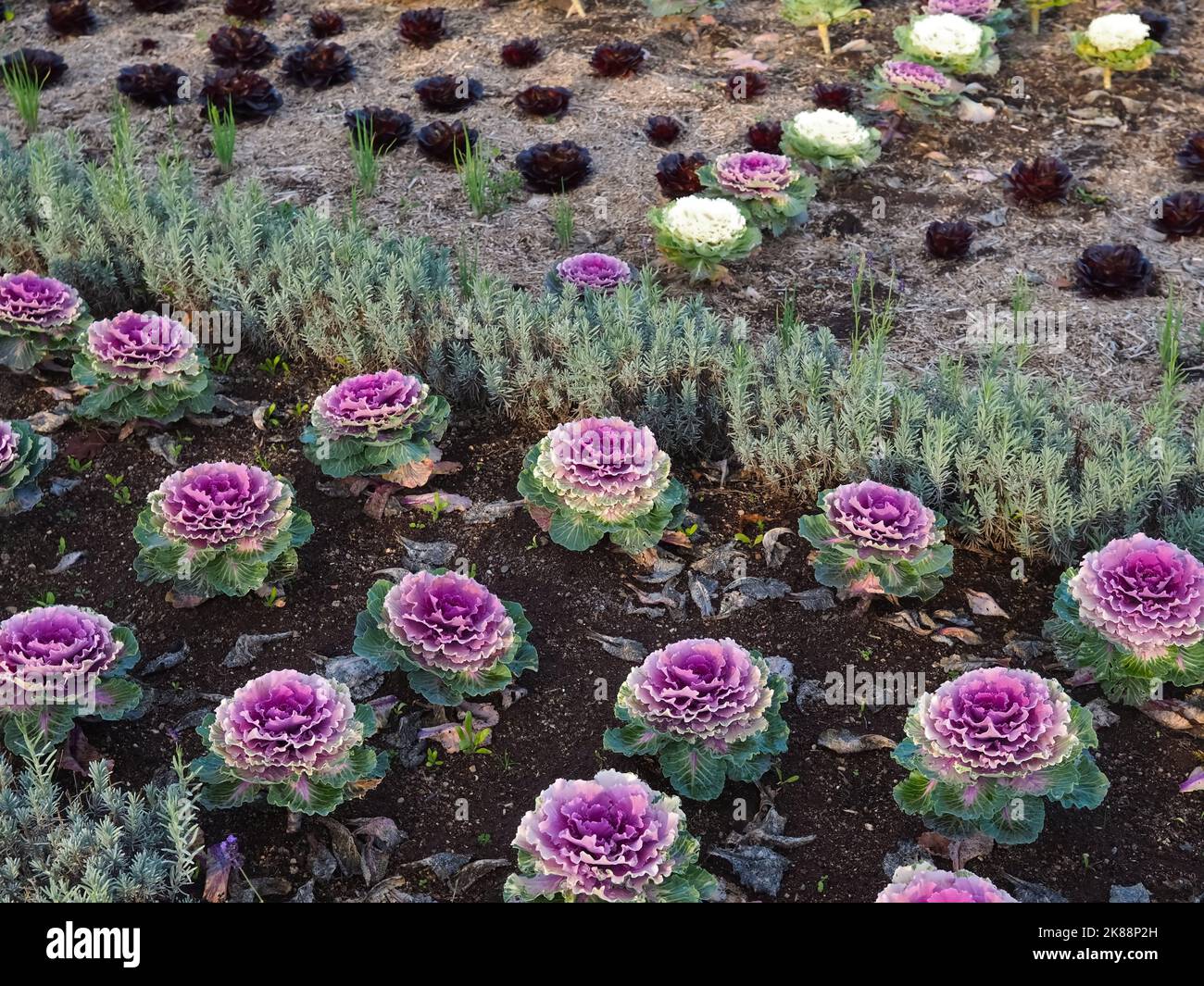 Brassica oleracea blooming red and white cabbage Stock Photo - Alamy