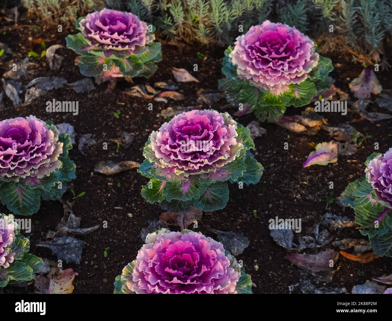 Brassica oleracea blooming red and white cabbage Stock Photo - Alamy