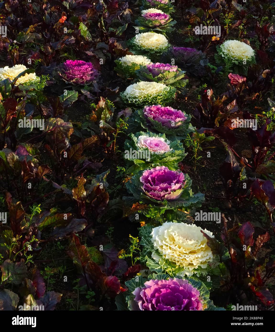 Red white cabbage hi-res stock photography and images - Alamy