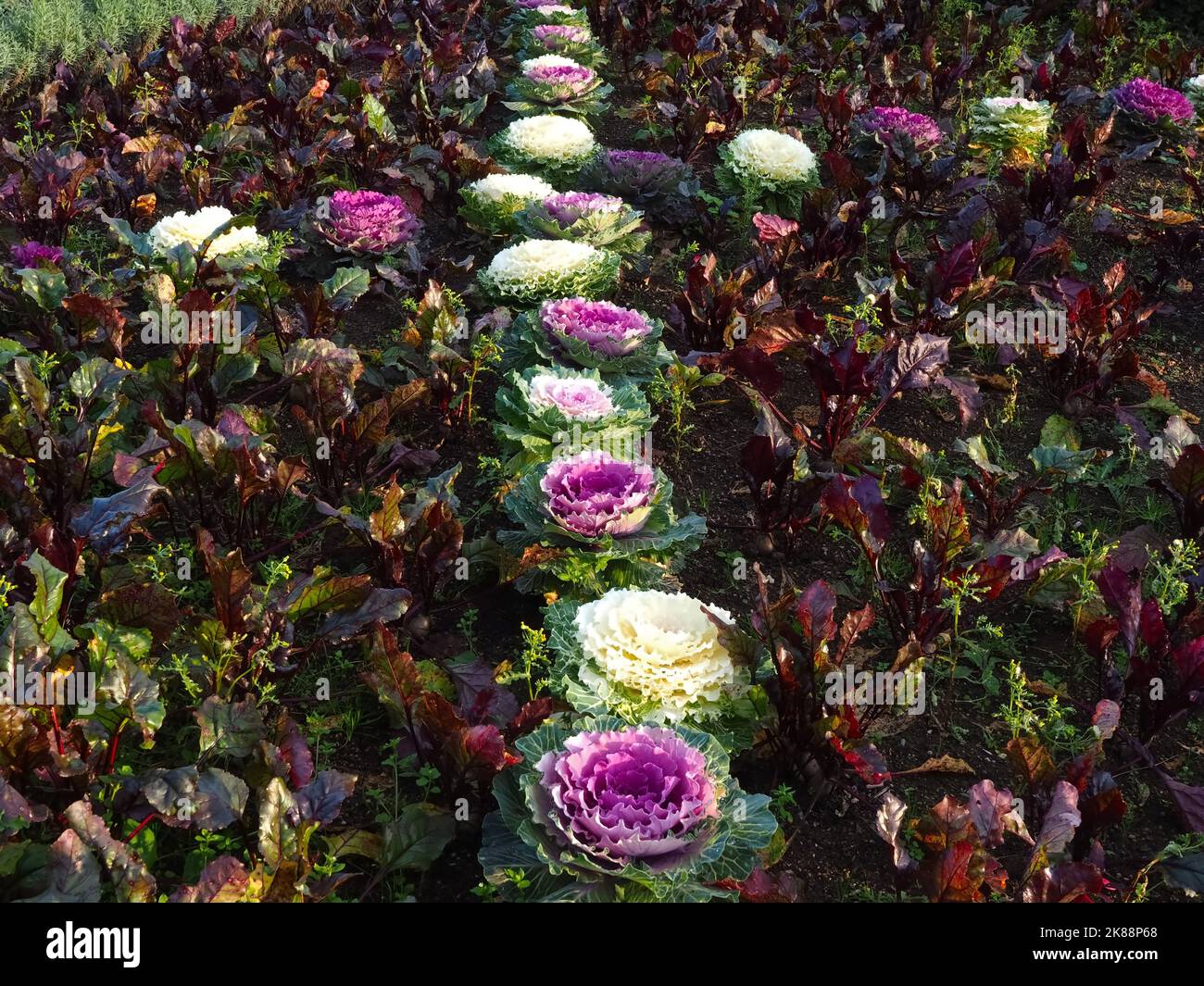 Brassica oleracea blooming red and white cabbage Stock Photo - Alamy