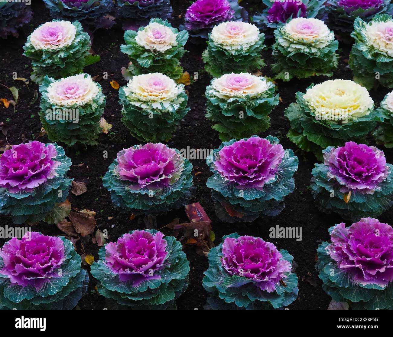 Brassica oleracea blooming red and white cabbage Stock Photo - Alamy