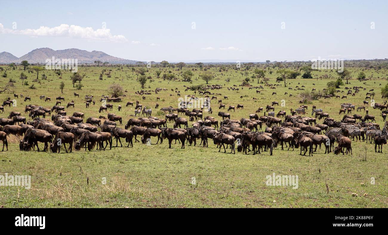 Wildlife safari in the Serengeti Stock Photo - Alamy