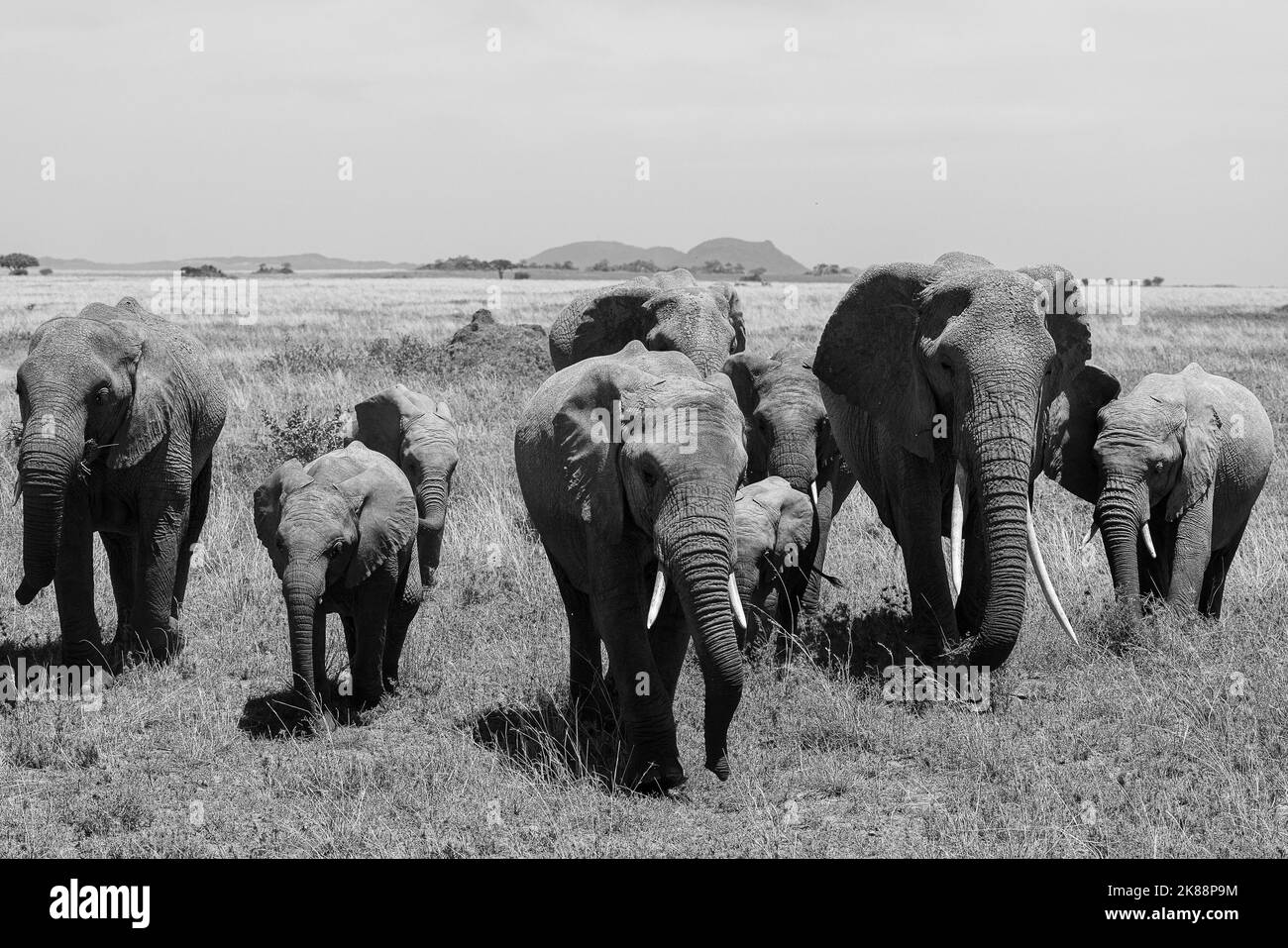 Family of elephants moving across the plains Stock Photo - Alamy