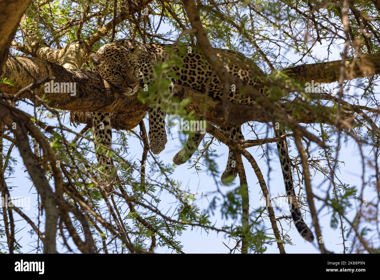 Leopard lounging in the tree Stock Photo - Alamy