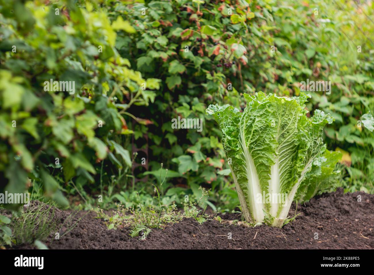 Salad in open ground. Green fresh leaves of edible plant. Gardening at ...