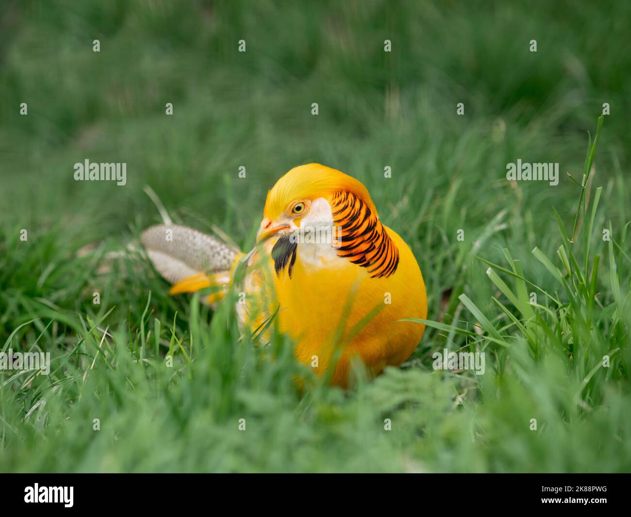 Pheasant feather hi-res stock photography and images - Alamy