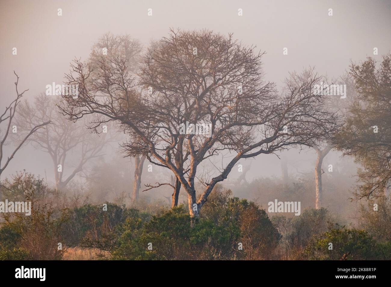 A scenic shot of trees in a forest covered by a mild fog Stock Photo ...