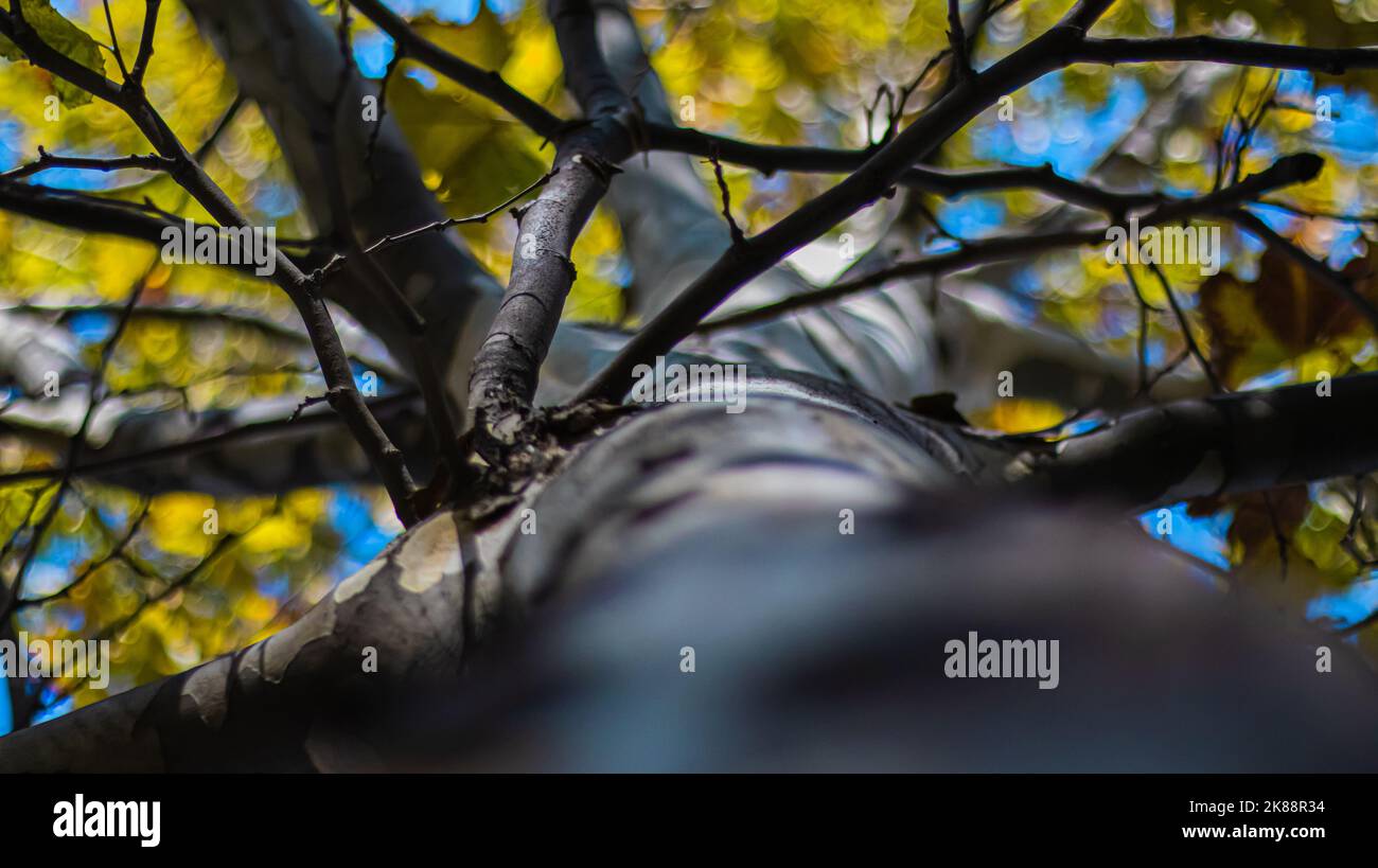 Tree in Bucharest Stock Photo - Alamy
