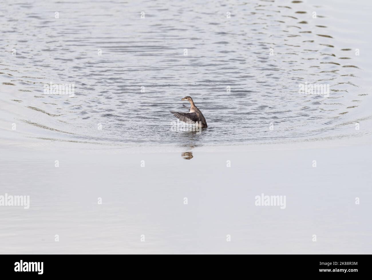 Wing flapping juvenile Little Grebe (Tachybaptus ruficollis Stock Photo ... Wing flapping juvenile Little Grebe (Tachybaptus ruficollis Stock Photo ...