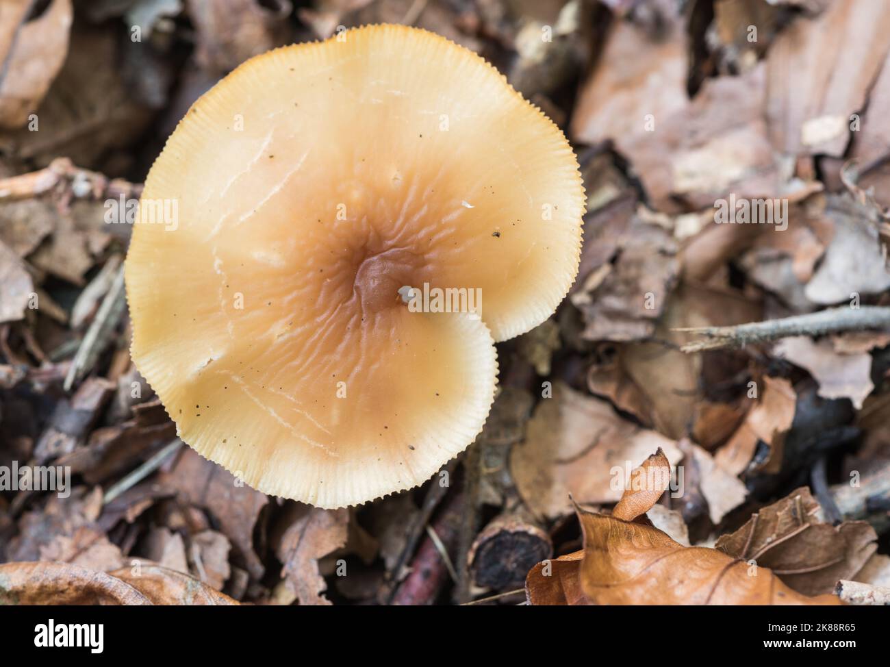 Fungus - Russet Toughshank (Gymnopus dryophilus Stock Photo - Alamy