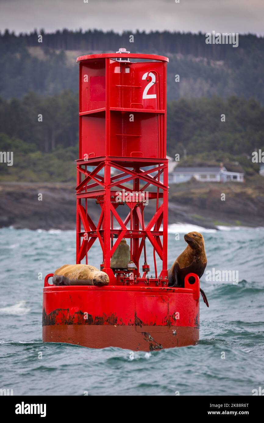 Vertical shot beautiful seals hi-res stock photography and images - Alamy