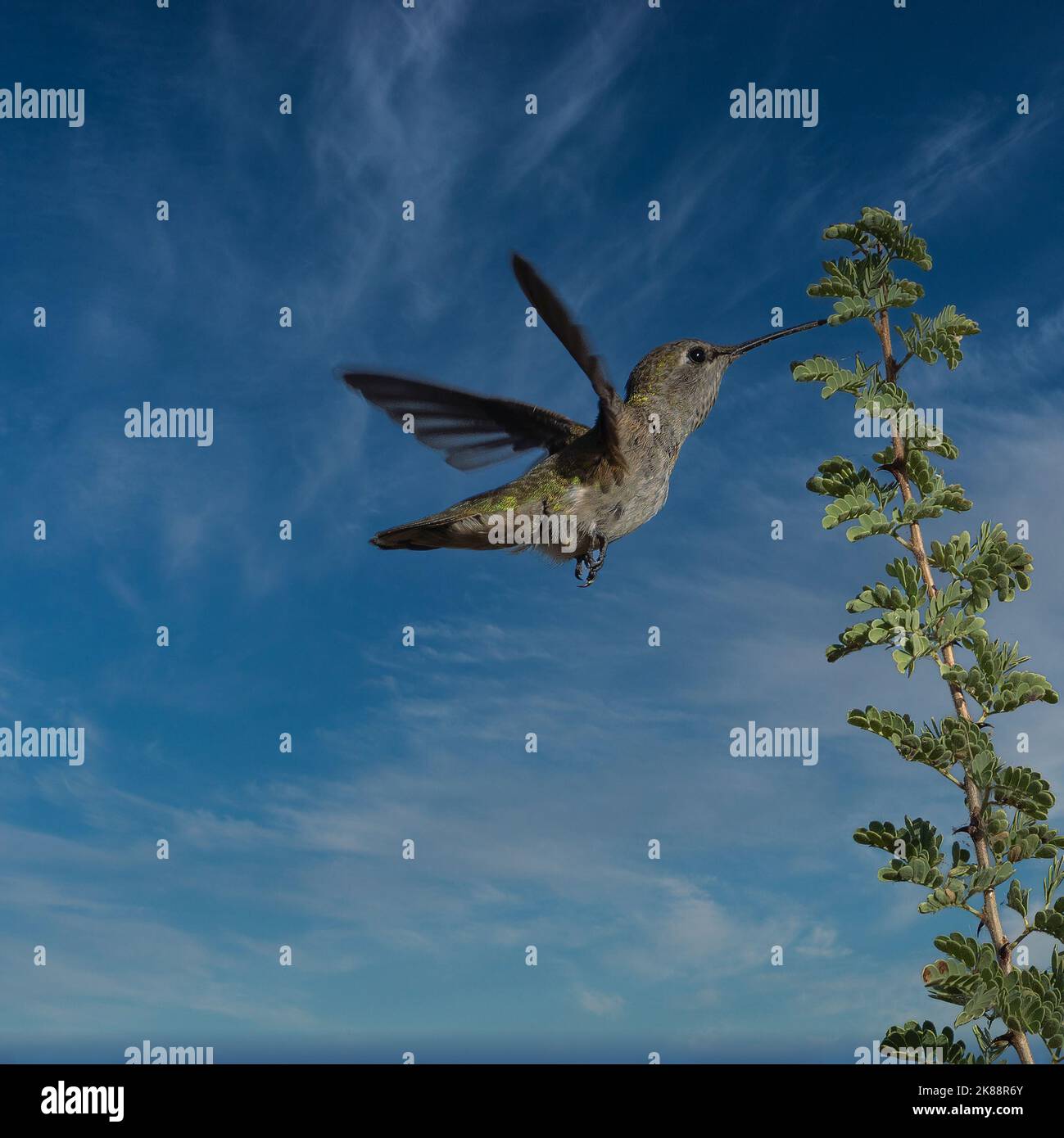 A Hummingbird in flight near white acacia at the Gilbert Riparian ...