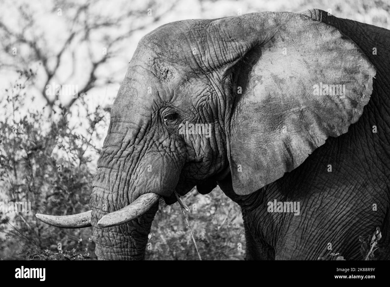 A grayscale shot of an old and sad elephant Stock Photo - Alamy