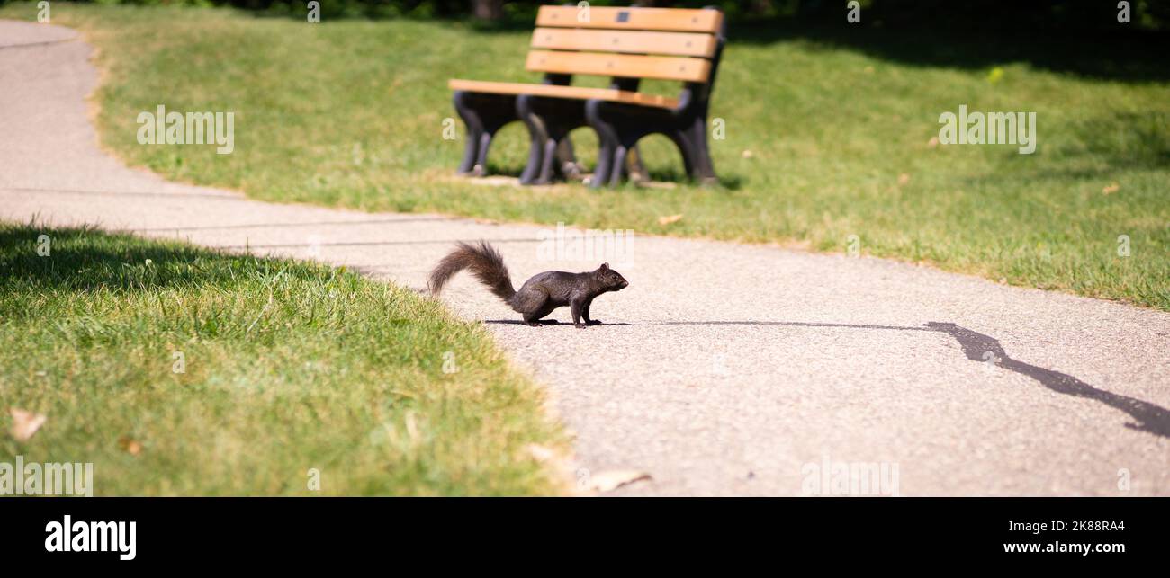 A black furry squirrel passing the street on the isolated background ...