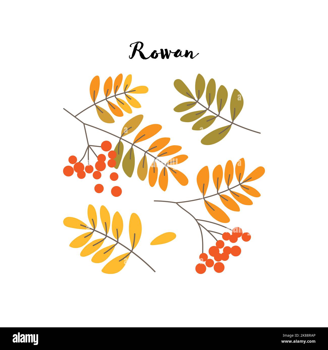Rowan tree sorbus yellow berries Stock Vector Images - Alamy