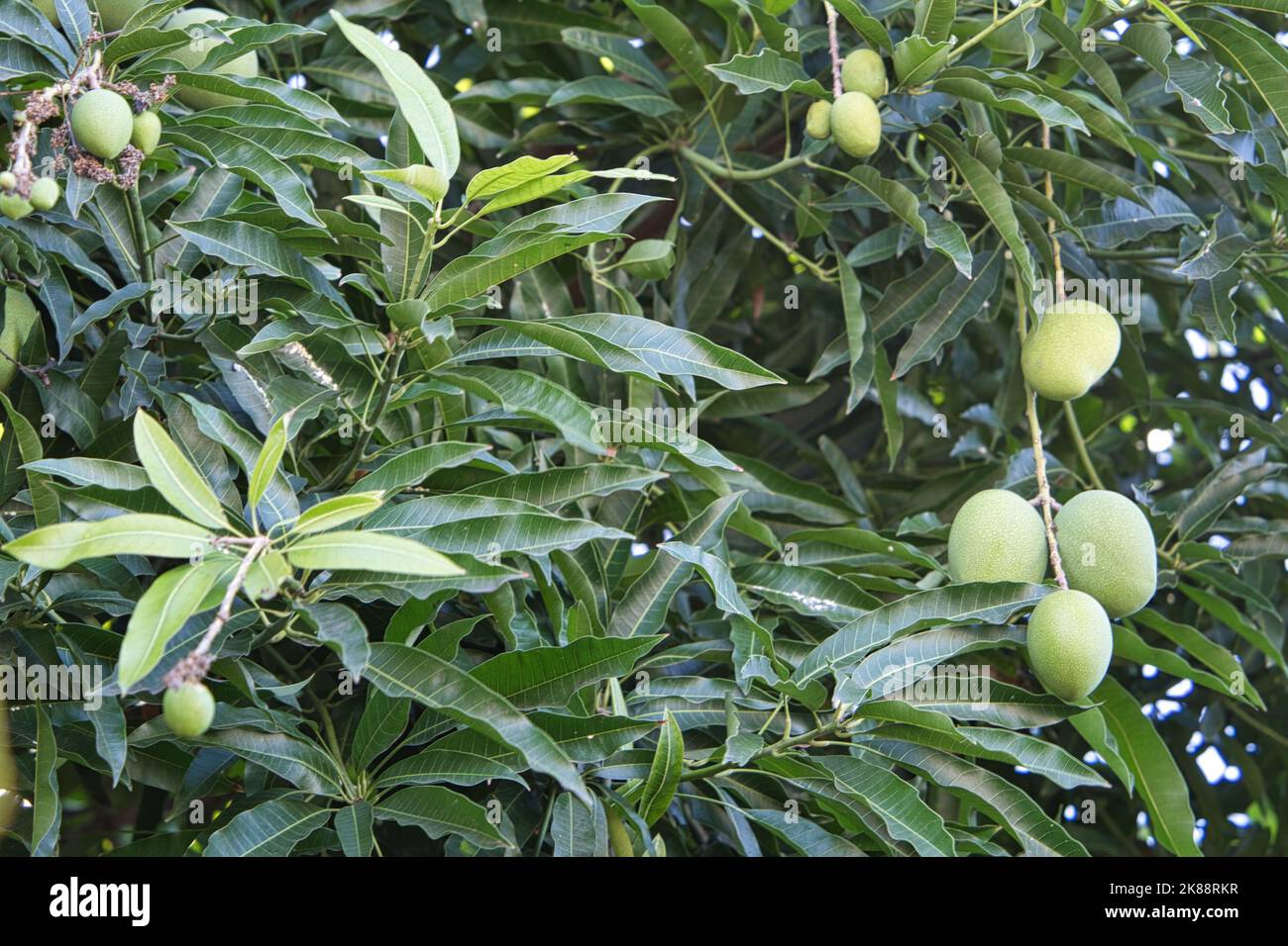 The branches of green unripe mangoes growing on a tree Stock Photo - Alamy