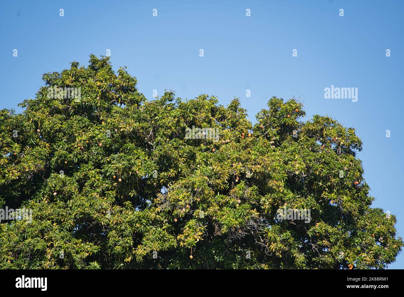 A low angle shot of a lush green mango tree under a blue sky Stock ...
