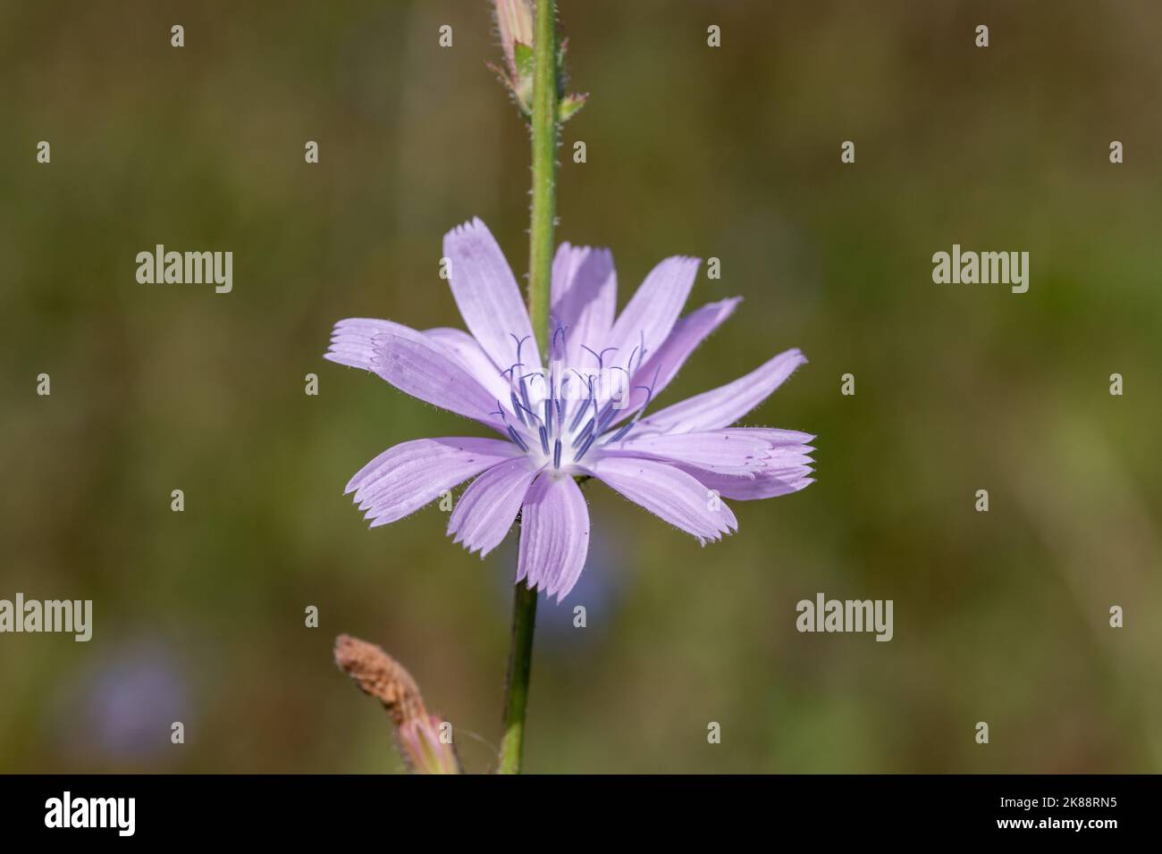 Close up of a pink chicory (cichorium intybus) flower in bloom Stock ...
