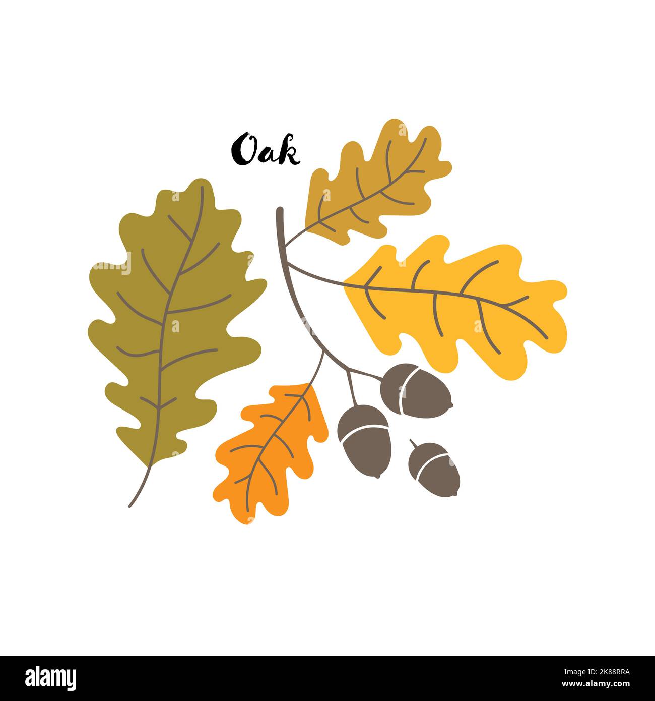 Oak acorns in autumn Stock Vector Images - Alamy