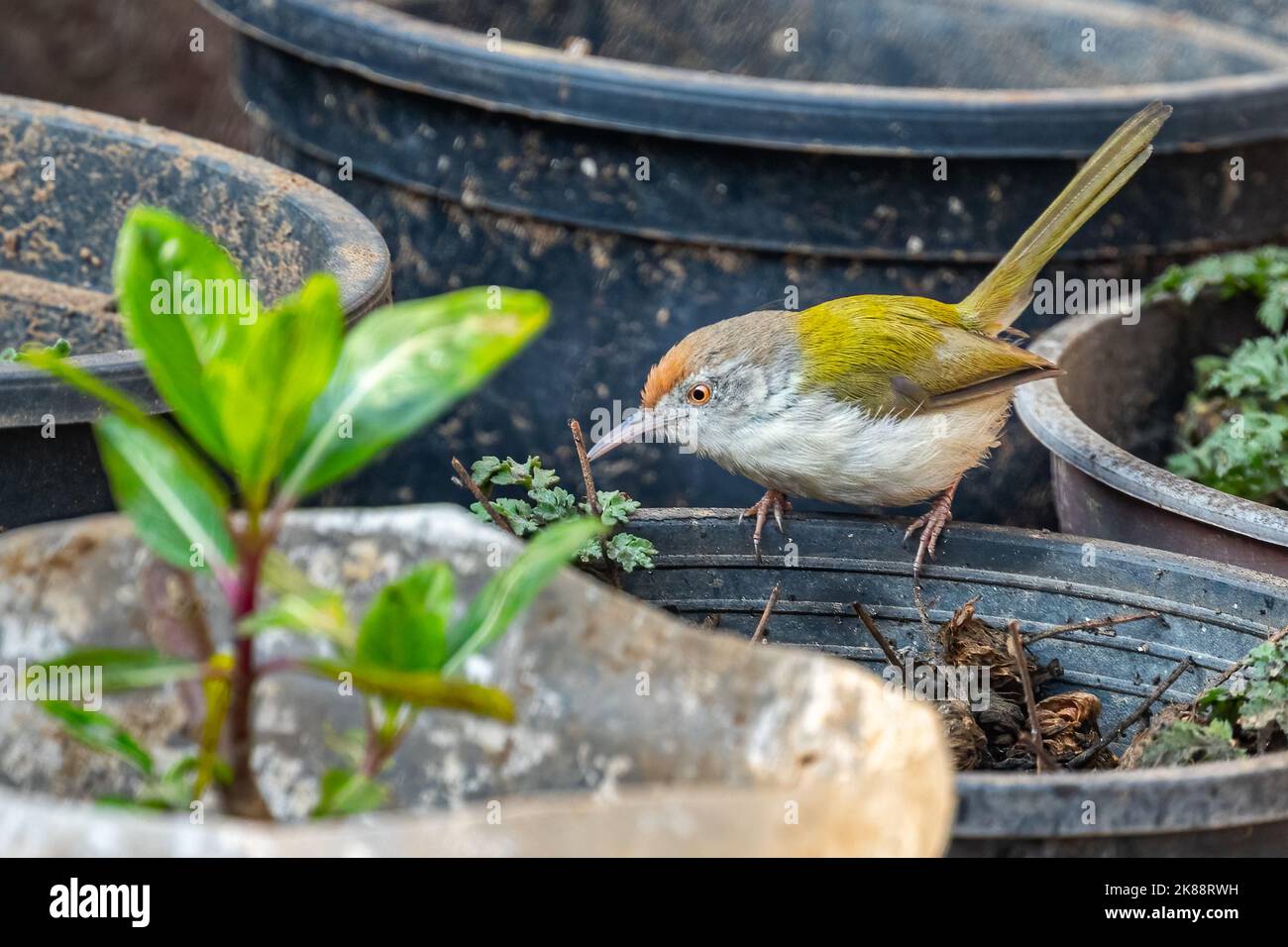 Common tailor bird nest hi-res stock photography and images - Alamy