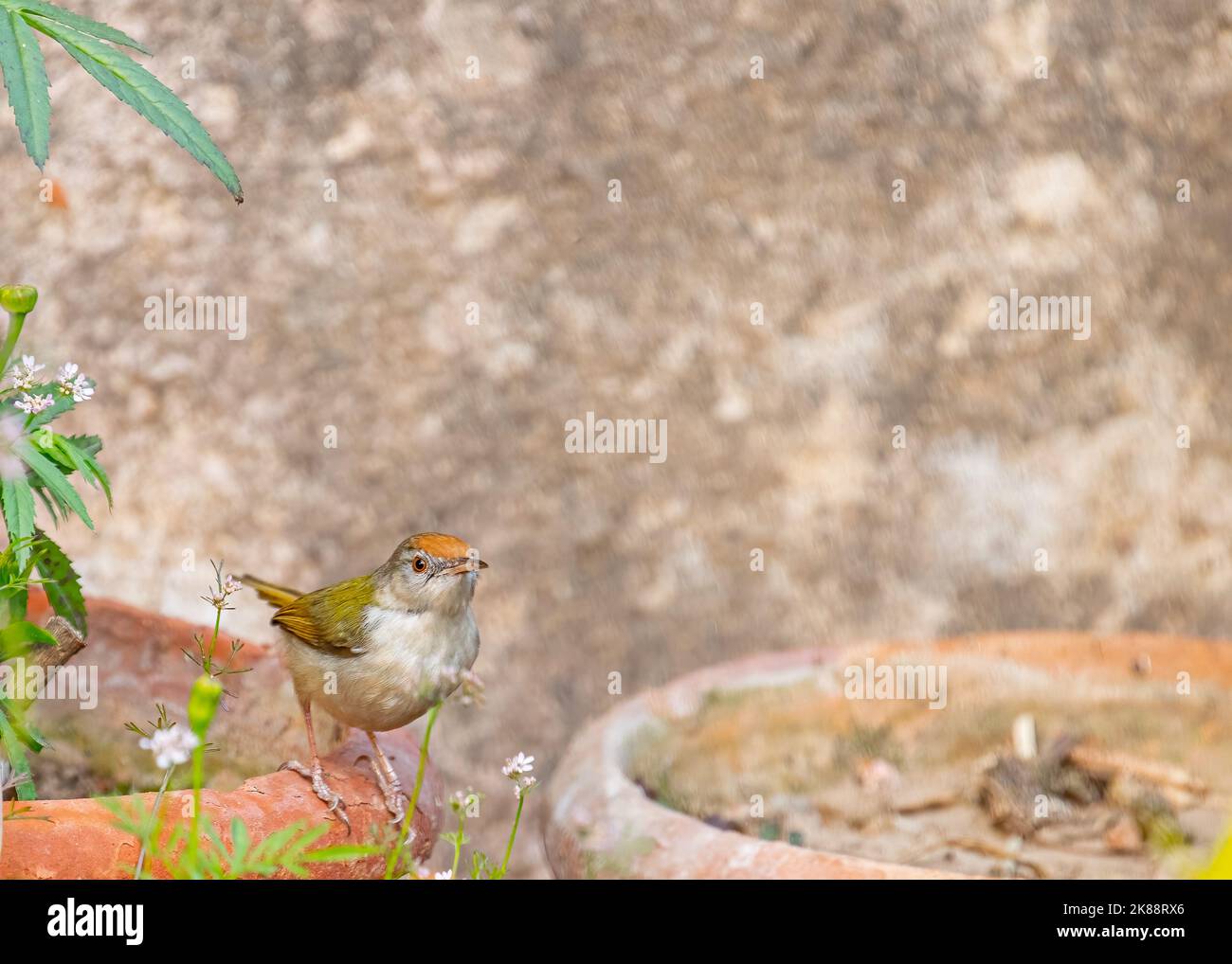 Beautiful bird flower pot hi-res stock photography and images - Alamy