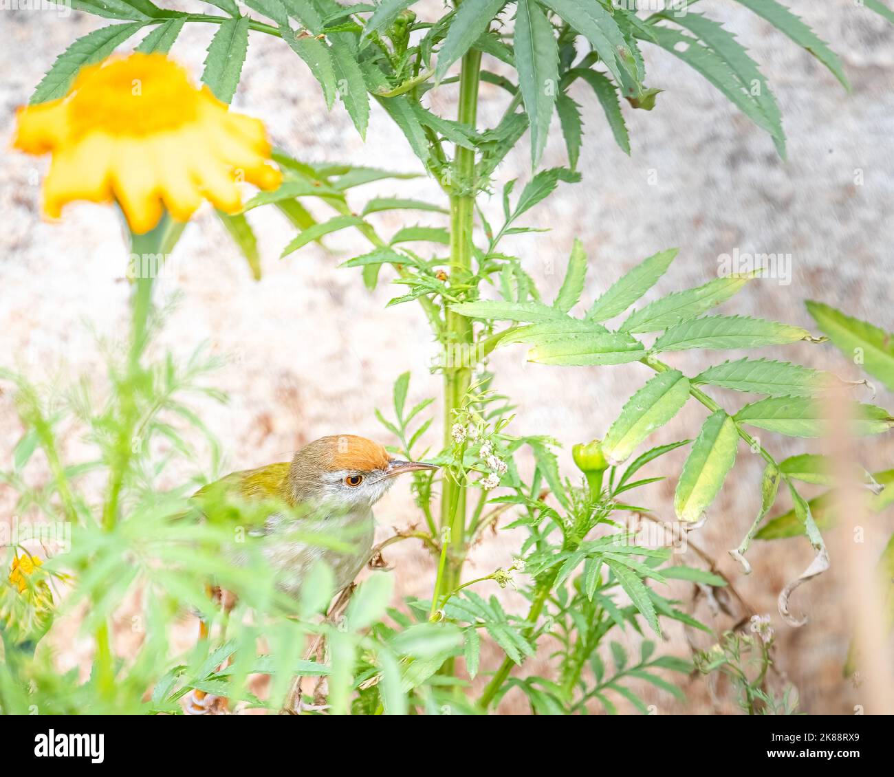A Tailor Bird among the marigold flower plants Stock Photo - Alamy