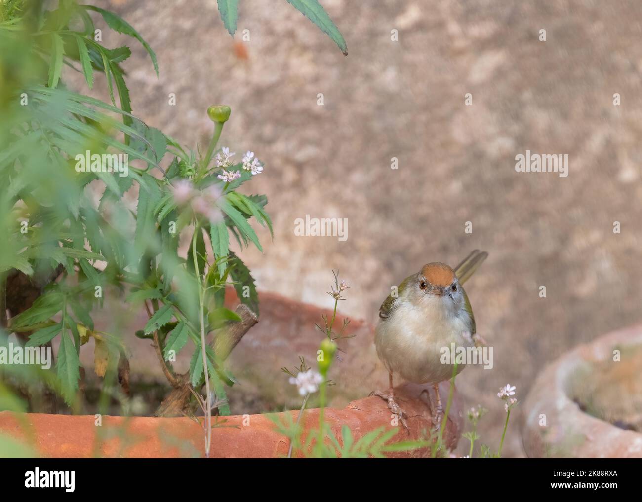 Common tailor bird nest hi-res stock photography and images - Alamy