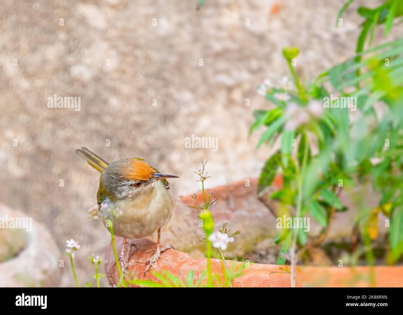 Common tailor bird nest hi-res stock photography and images - Alamy