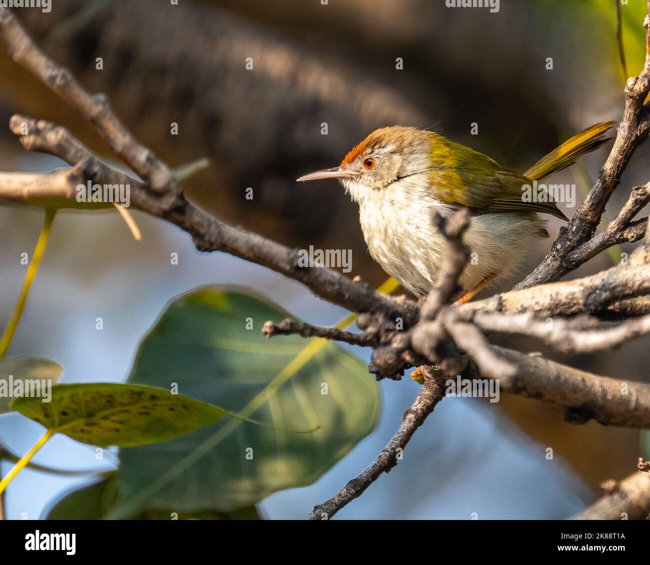 Tailor bird nest hi-res stock photography and images - Alamy