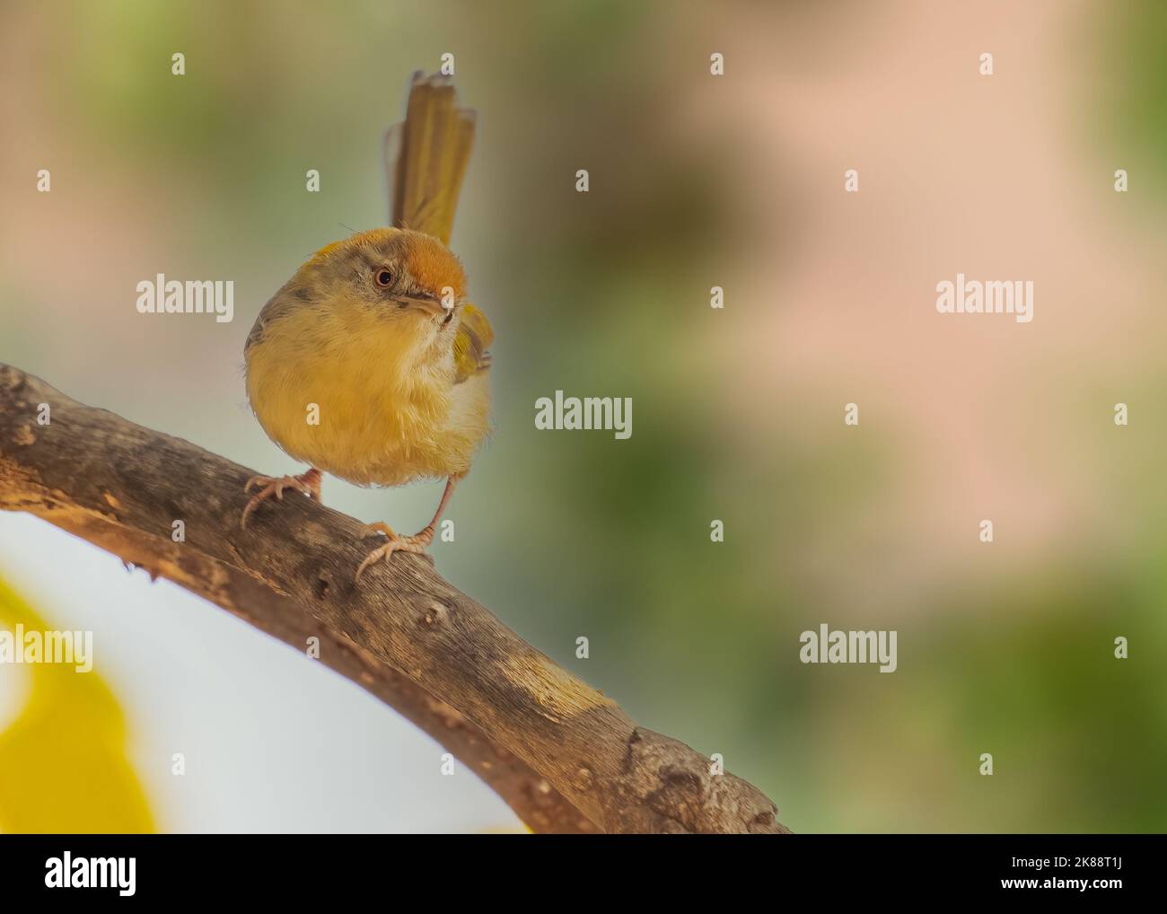 Common tailor bird nest hi-res stock photography and images - Alamy