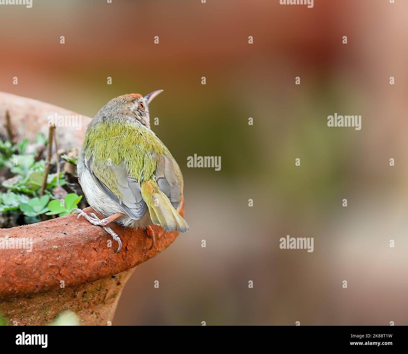 Common tailor bird nest hi-res stock photography and images - Alamy