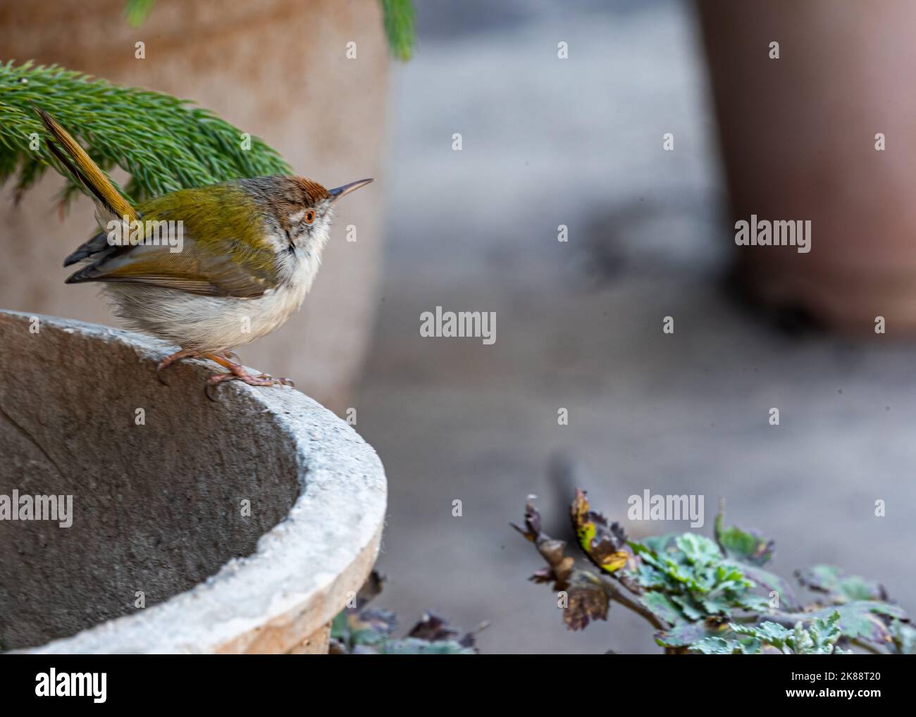 A Tailor bird under a plant Stock Photo - Alamy