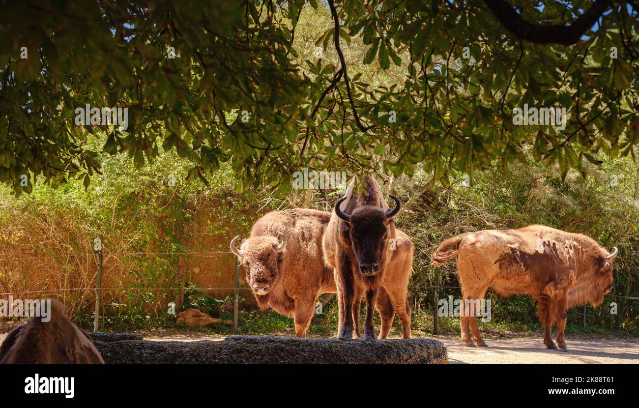 small Zoo Lange Erlen or Erlen-Verein Basel. Free zoo founded in 1871 ...