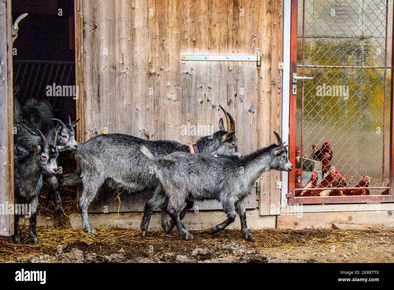The Capra Grigia domestic goats in the farm Stock Photo - Alamy