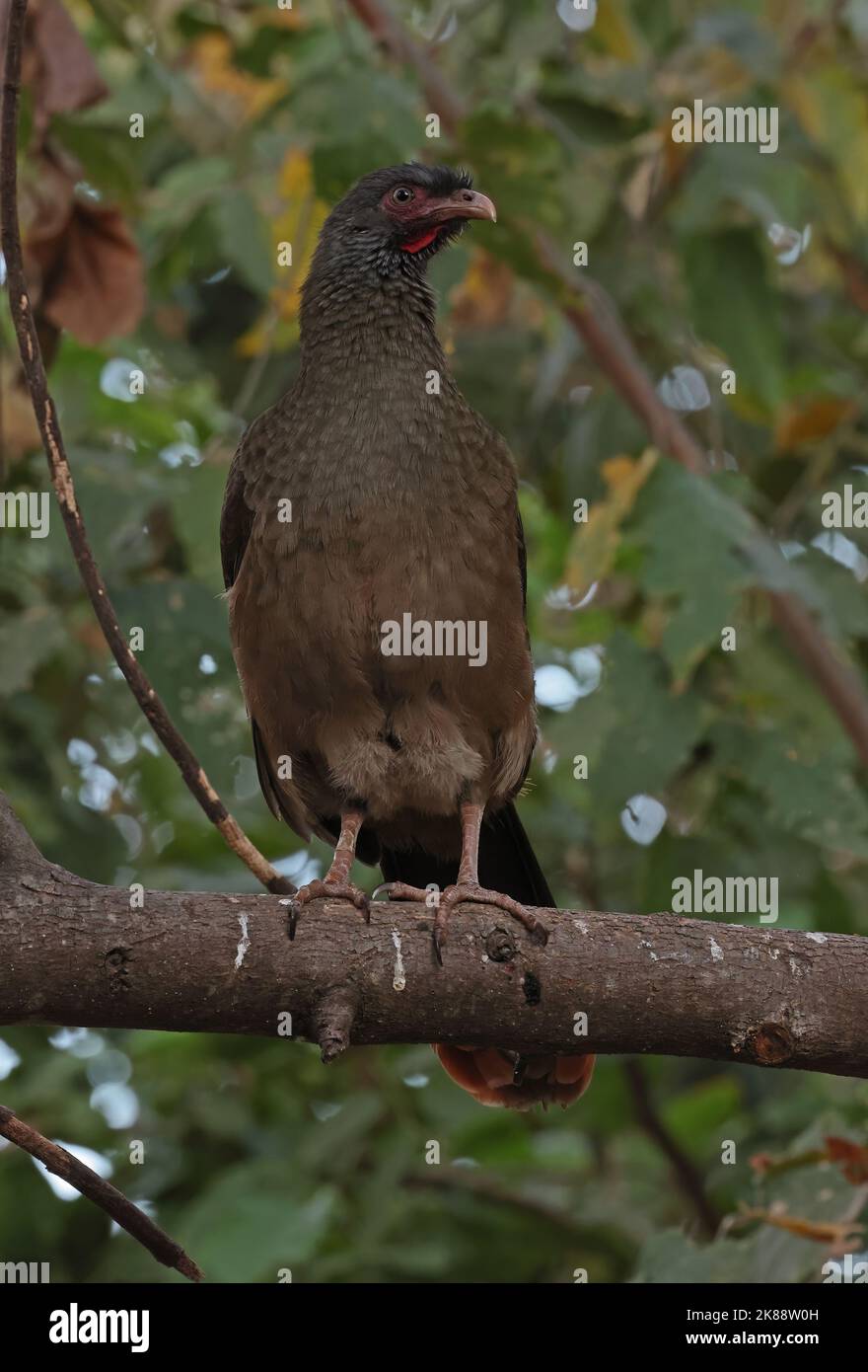 Chaco Chachalaca (Ortalis canicollis pantanalensis) adult standing on ...