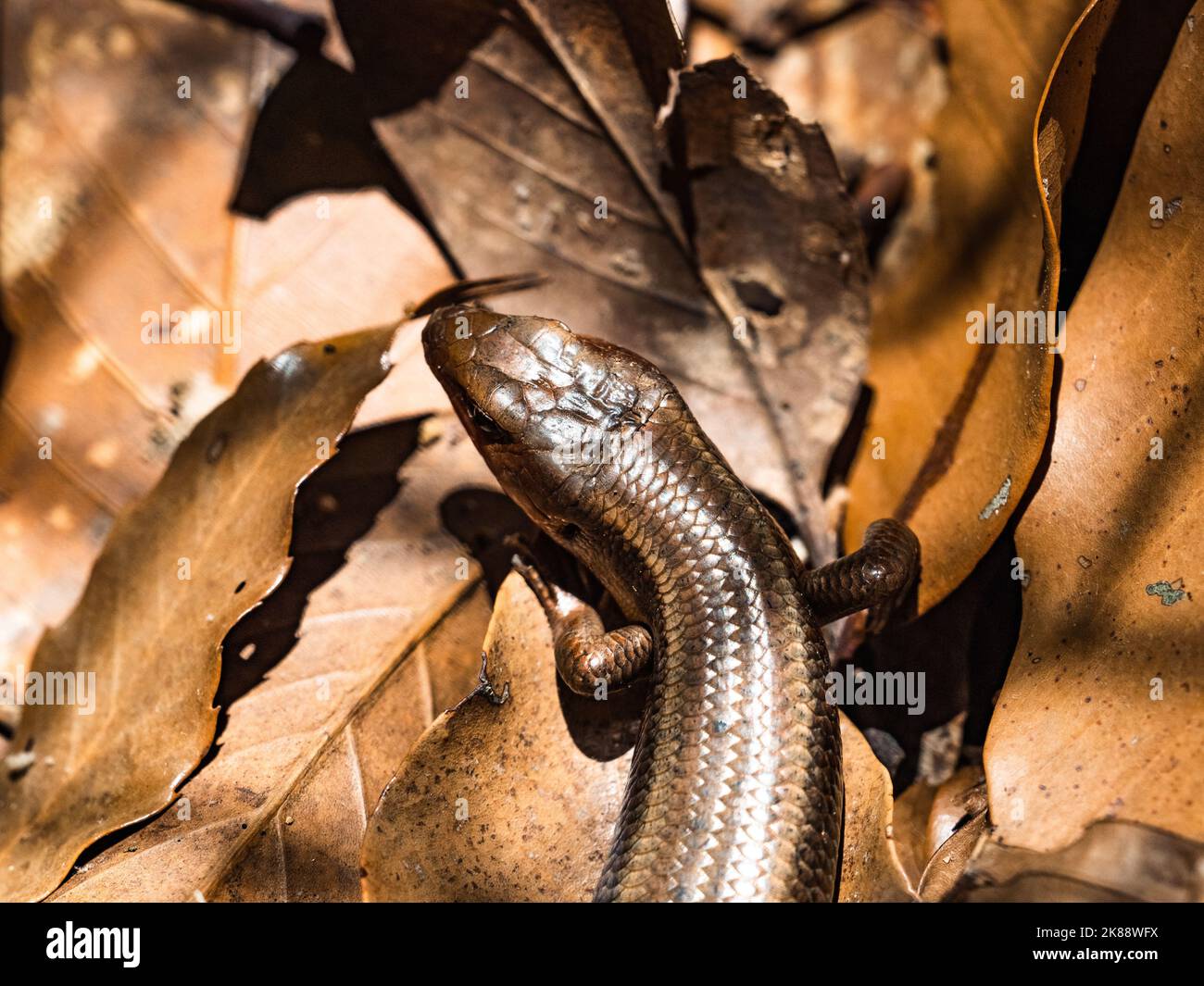 A closeup shot of a Far Eastern skink crawling on the ground in a ...