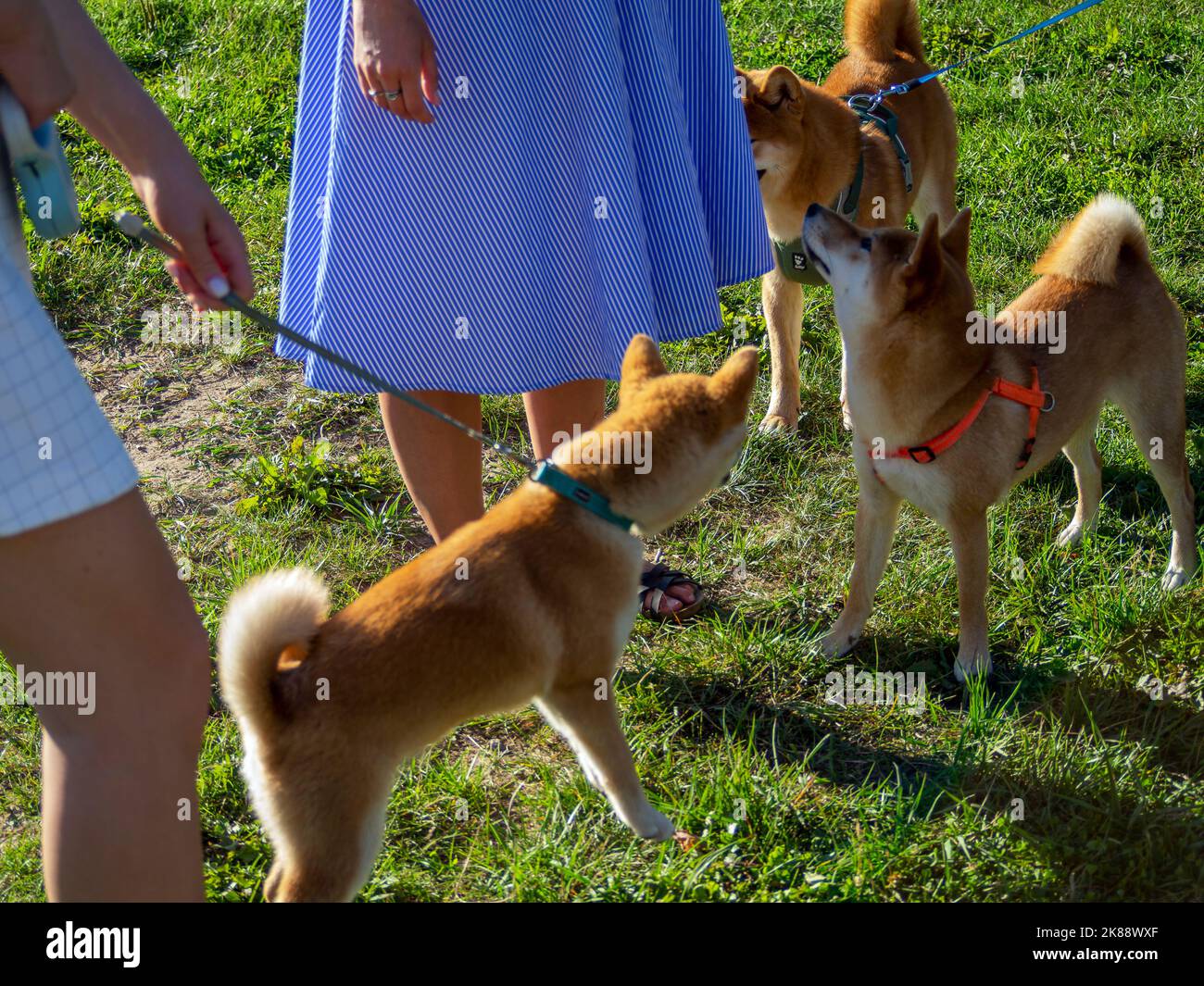 Shiba Inu plays on the dog playground in the park. Cute dog of shiba ...