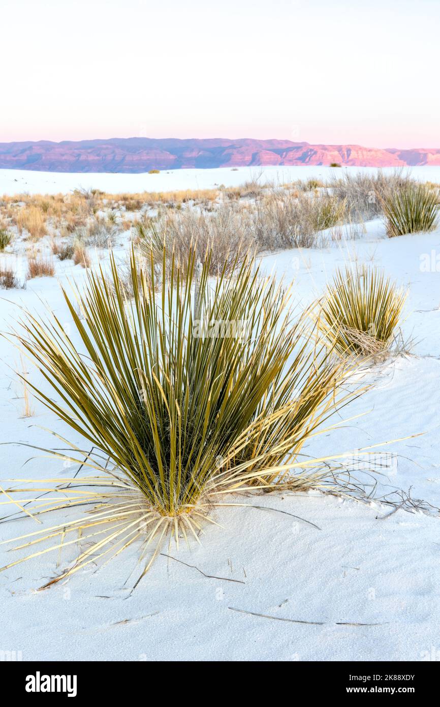 A vertical shot of soaptree yucca plants growing on sand at White Sands ...