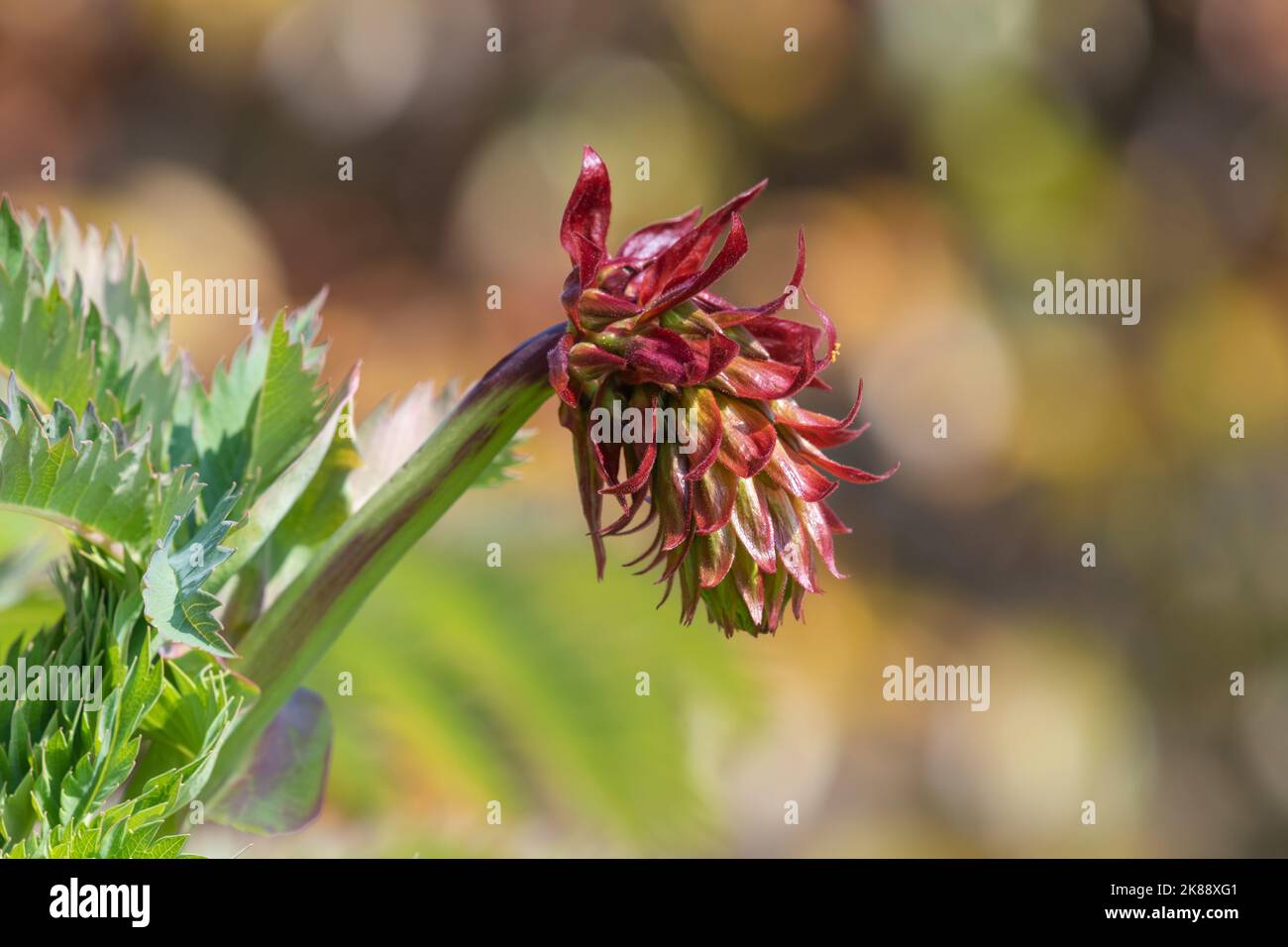 Close up of a giant honey flower (melianthus major) in bloom Stock ...