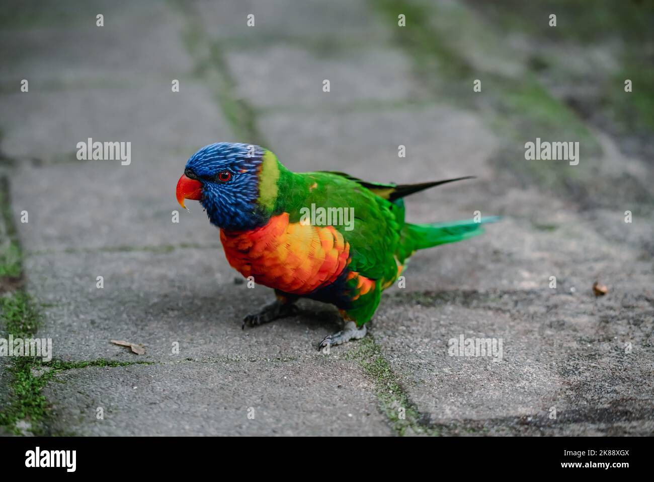 Saudareos iris hi-res stock photography and images - Alamy