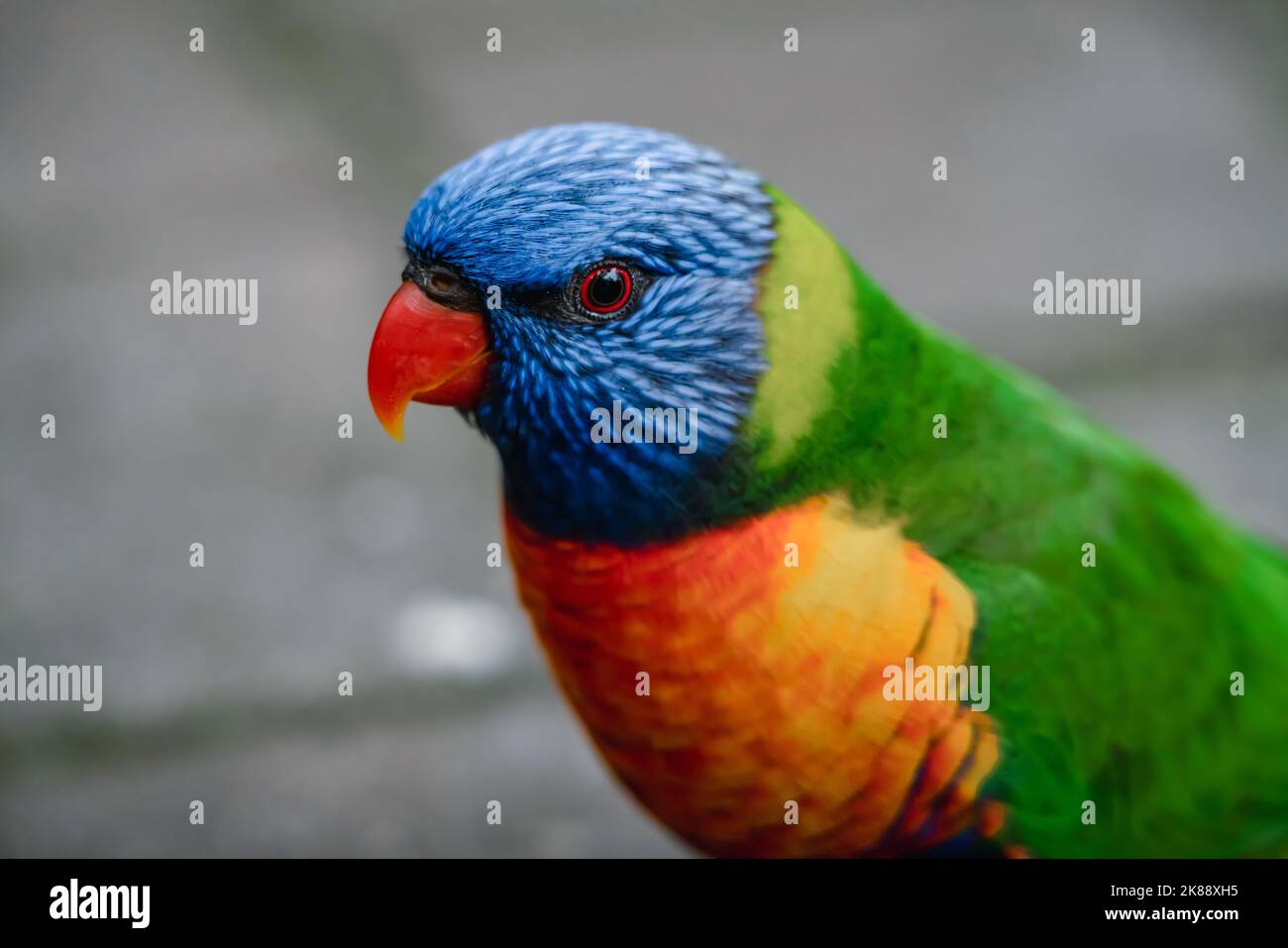 Iris lorikeet saudareos iris hi-res stock photography and images - Alamy
