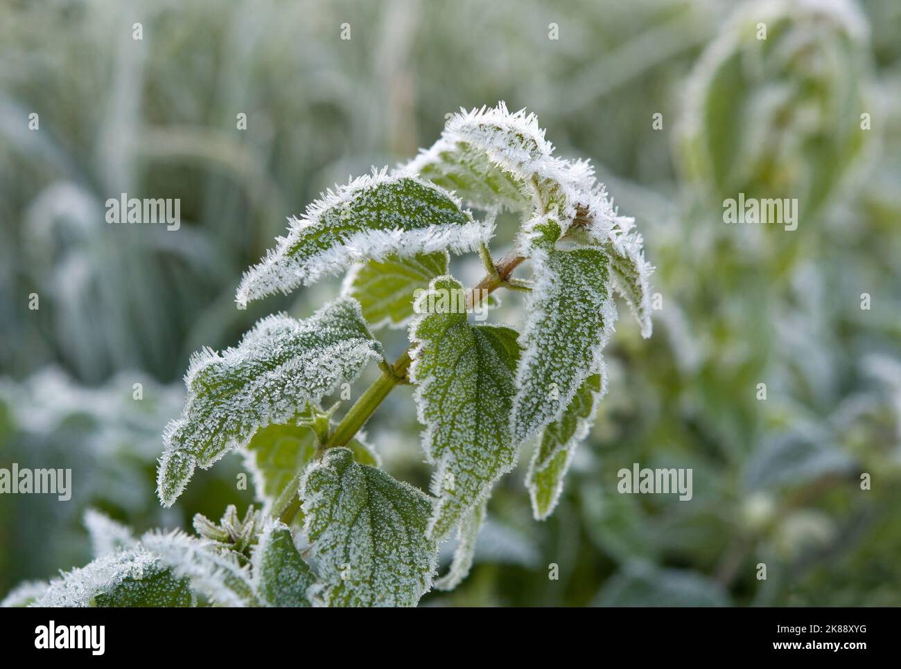 first frost on green nettle mint leaves, view rom above Stock Photo - Alamy